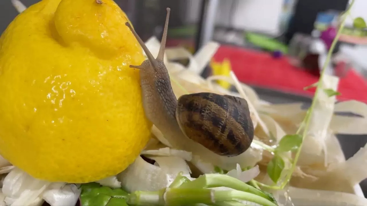Viral video: Snail tries lemon, has the most relatable human reaction ...