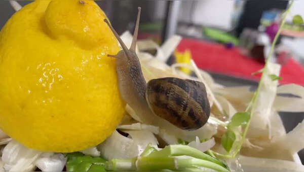 Viral video: Snail tries lemon, has the most relatable human reaction ...