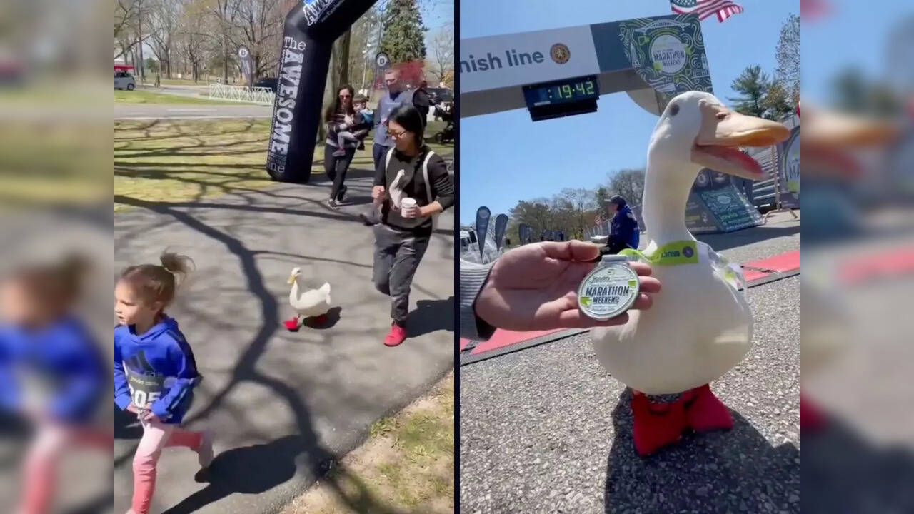 Viral video: Wrinkle the duck runs in a marathon, wins medal