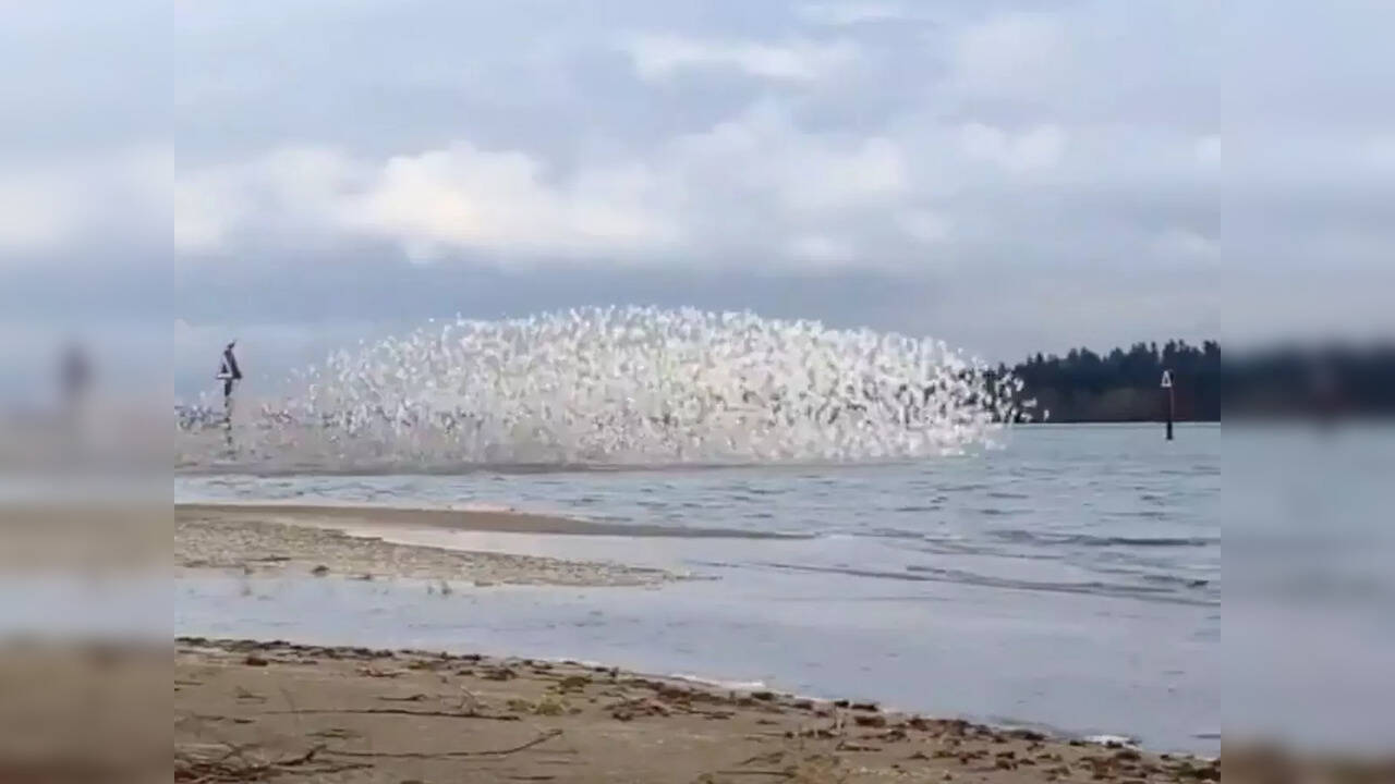 Viral video: Starling murmuration swoops and flies in remarkable ...