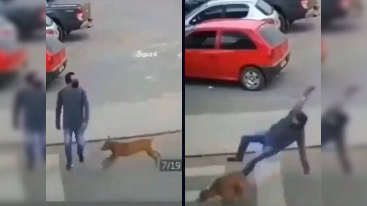 Viral video: Man crossing road knocked over by speeding dog