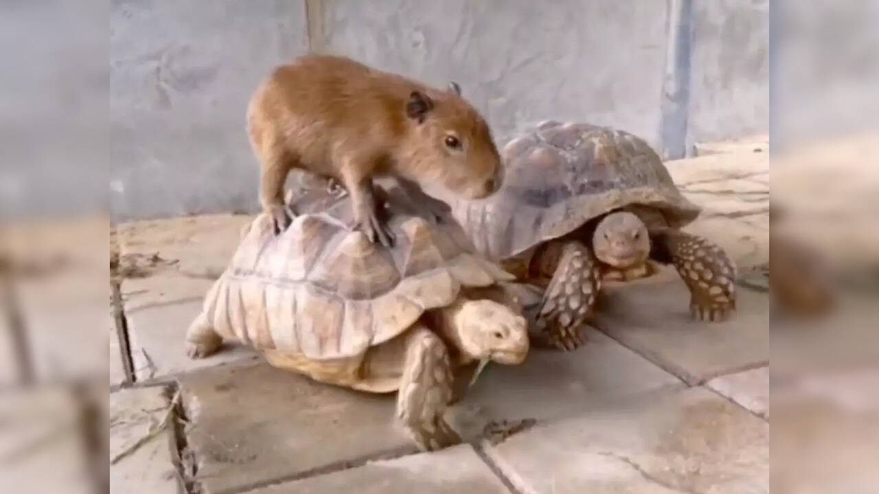 Viral video: Chill capybara riding tortoise taxi is a sight to behold