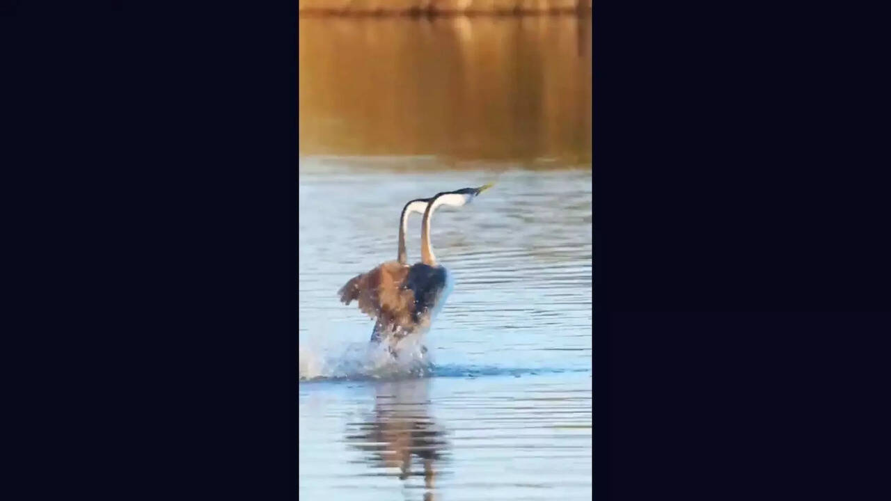 Viral video: Gravity-defying birds walk on the surface of water - Watch ...