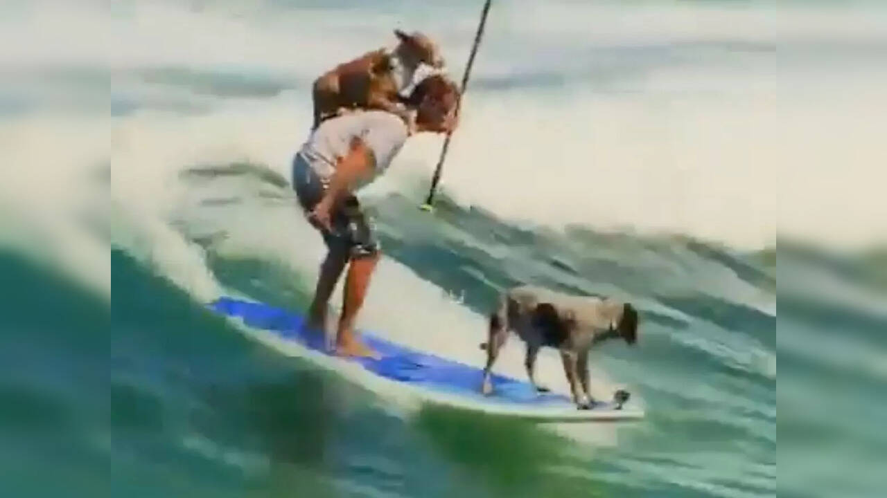 Viral video: Man surfing with two dogs on paddle board rides five-foot wave