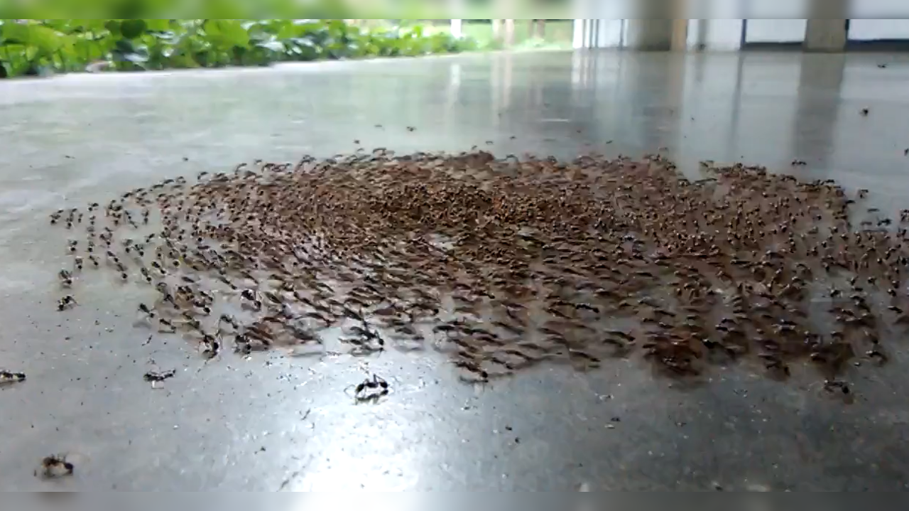 Video showing a colony of ants getting caught in 'circular trap ...