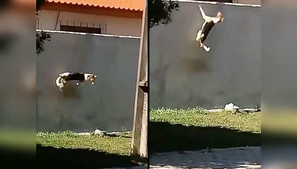 Viral video: Dog hopping wall several times higher than him in 7th ...