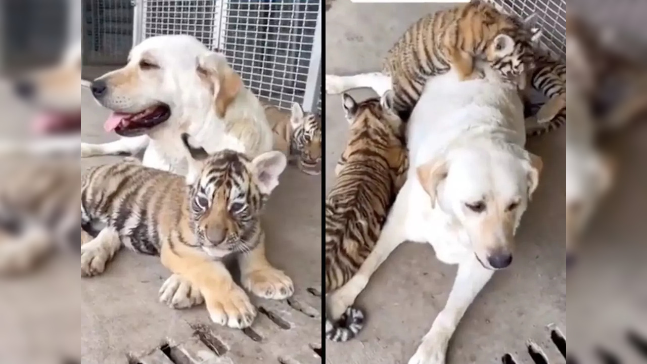 Viral video: This Labrador Mom raising three abandoned tiger cubs is ...