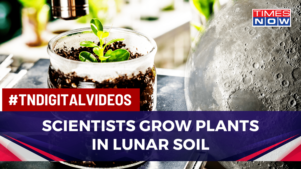 Scientists Grow Plants In Lunar Soil For The First Time, Is Irrigation ...