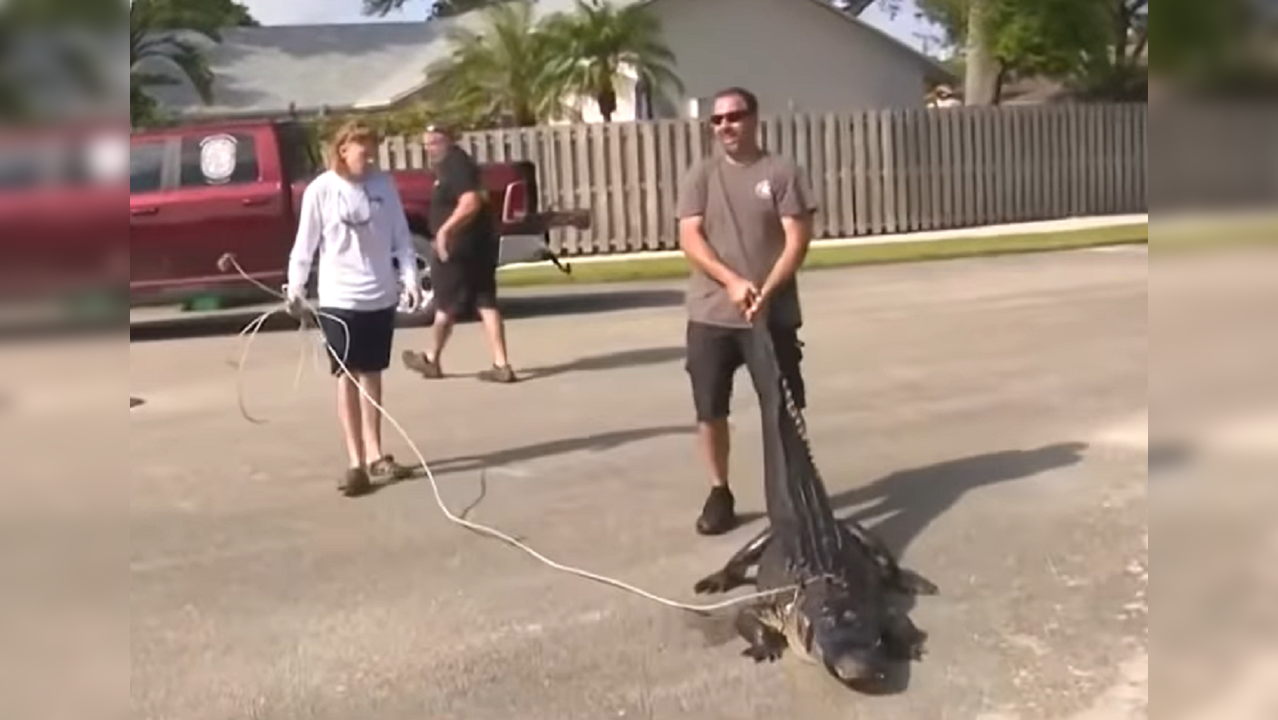Gator invader: Couple having breakfast greeted by huge alligator in ...