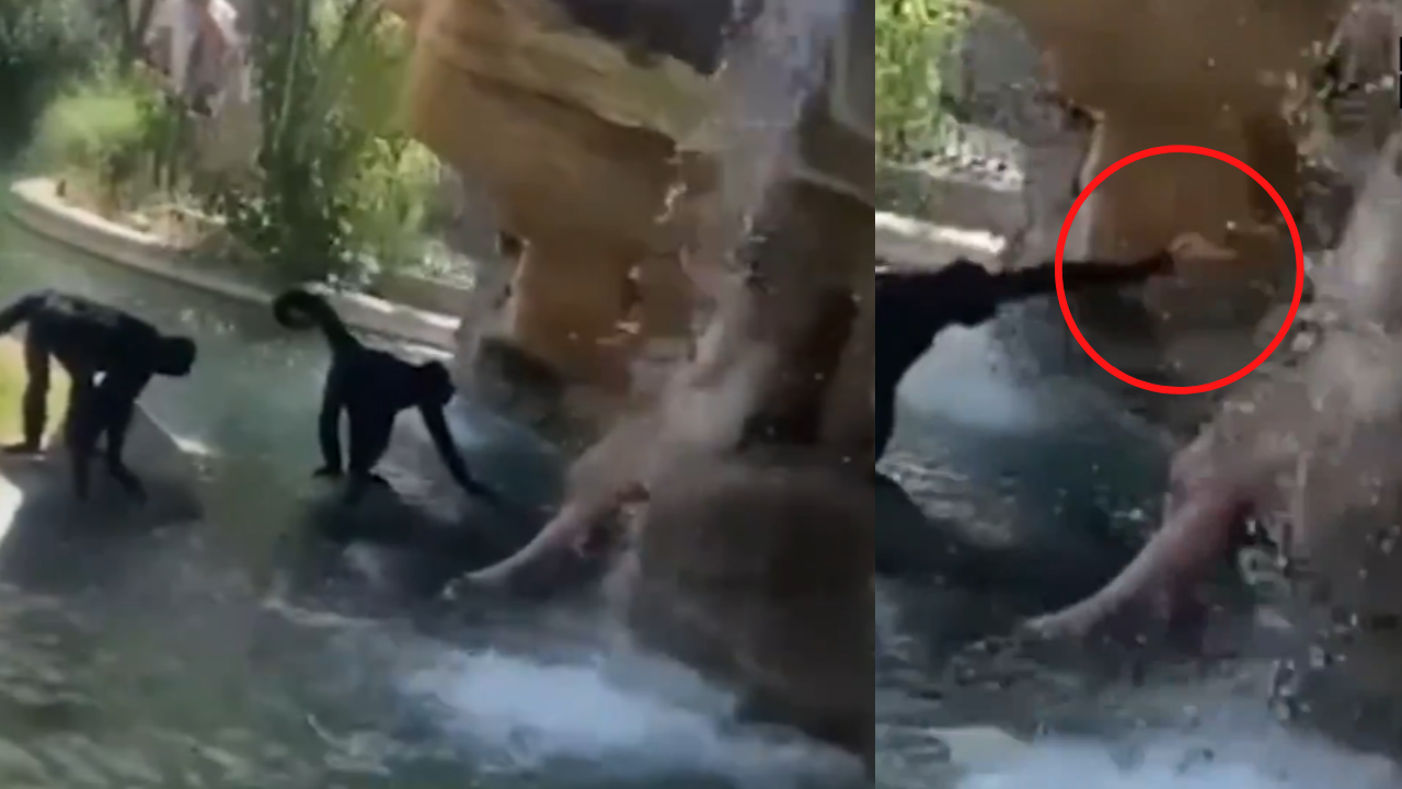 Woman who fed Cheetos to spider monkeys at zoo says she didn't do ...