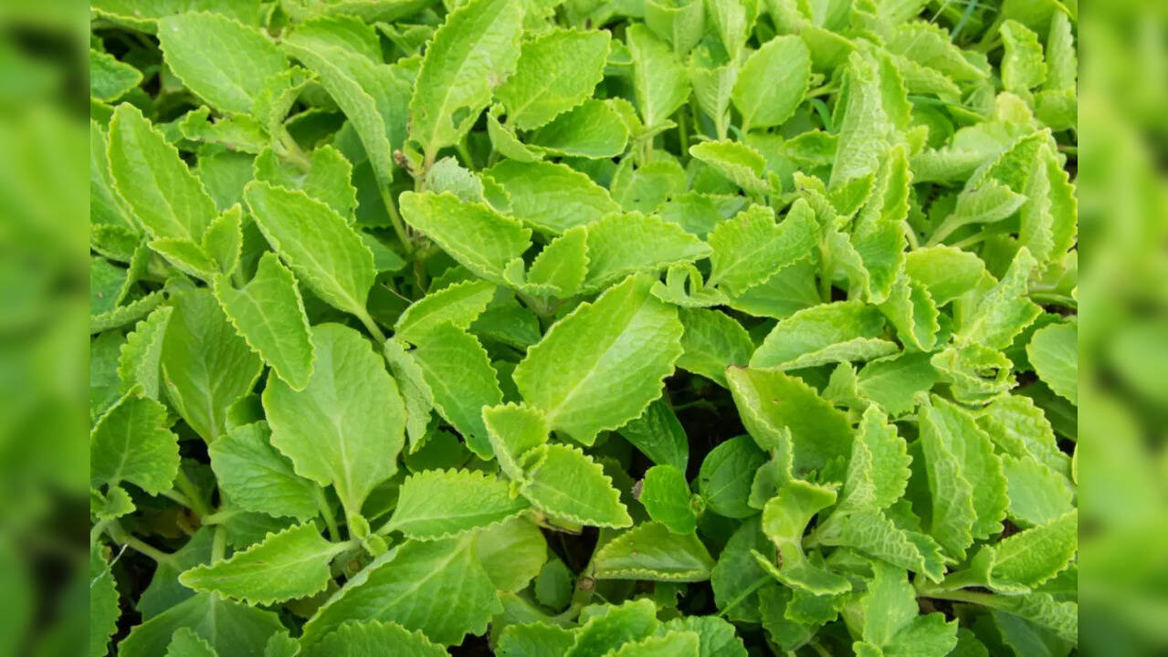 Ajwain leaves: 3 health benefits of this medicinal plant | Health News ...