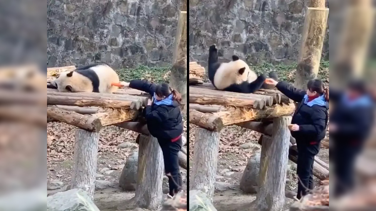 Viral video: Adorable panda rolling over after zookeeper pokes him with ...