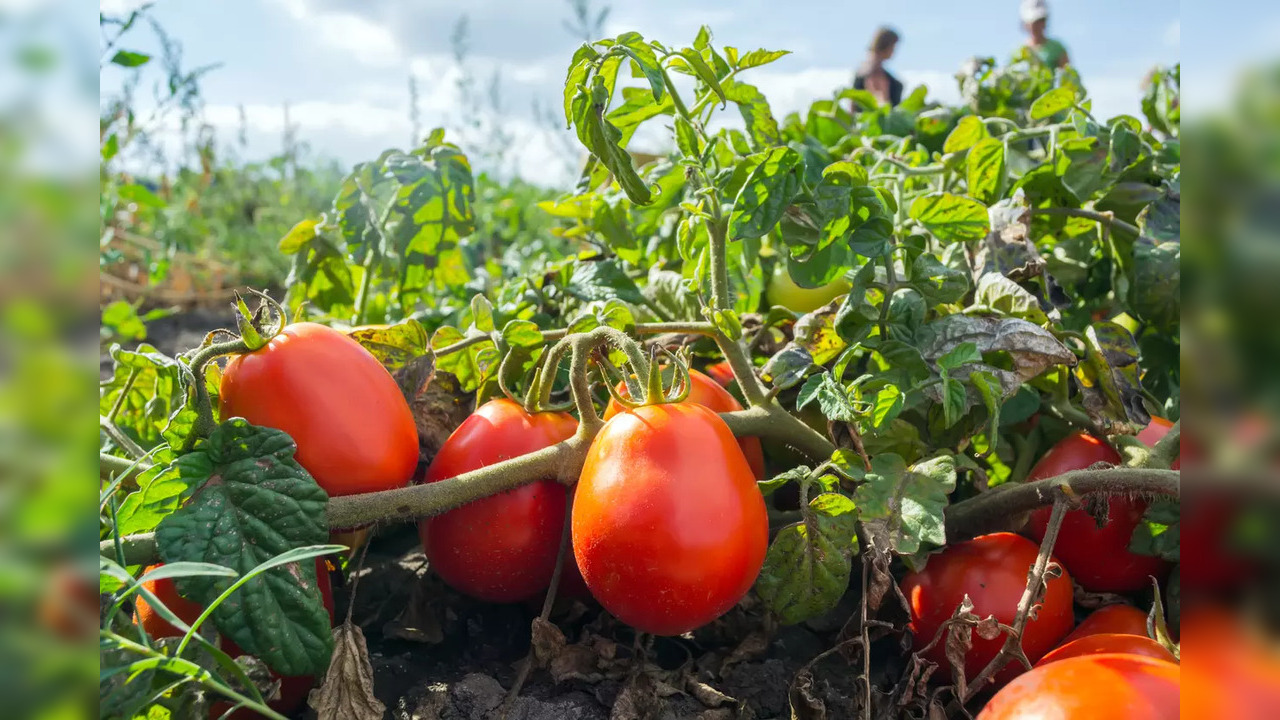 THESE gene-edited tomatoes can boost your vitamin D | Health News ...