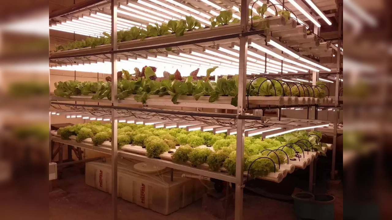 Can farming without soil be the solution to our food deficit? | Economy ...