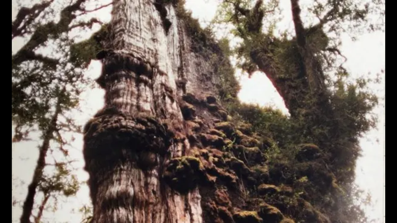 The Great-Grandfather: Ancient Cyprus tree in Chile believed to be ...