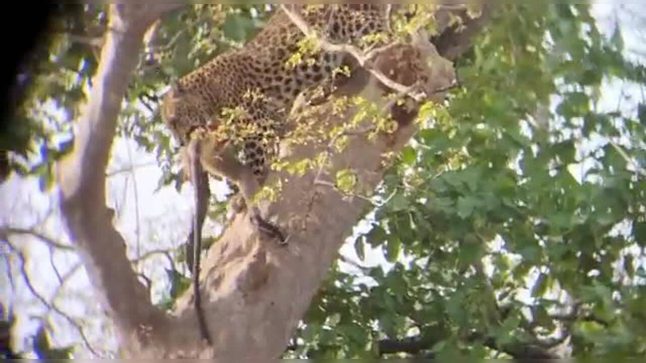 Viral Video: Leopard caught hunting monkey at Panna Tiger Reserve, clip ...