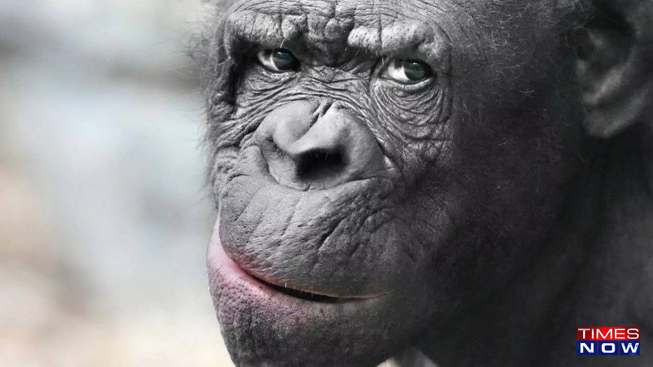 Researchers find chimpanzees communicating with each other using ...