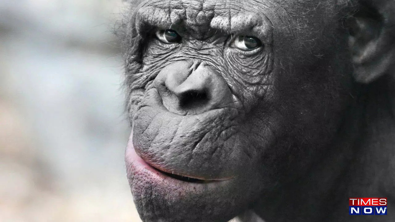 Researchers find chimpanzees communicating with each other using ...