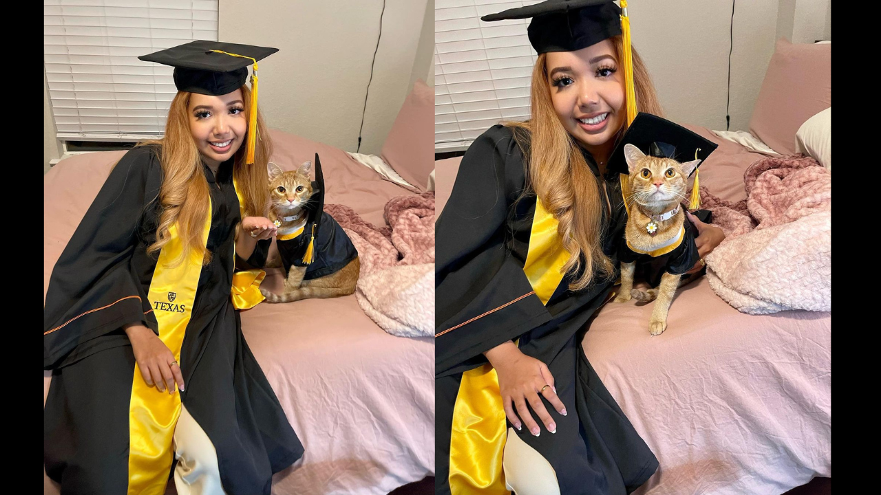 Cat 'graduates' from university after attending every Zoom class with ...
