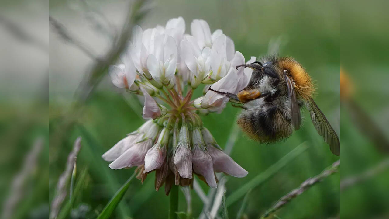 Bees are legally fish in California, US court rules | Viral News, Times Now