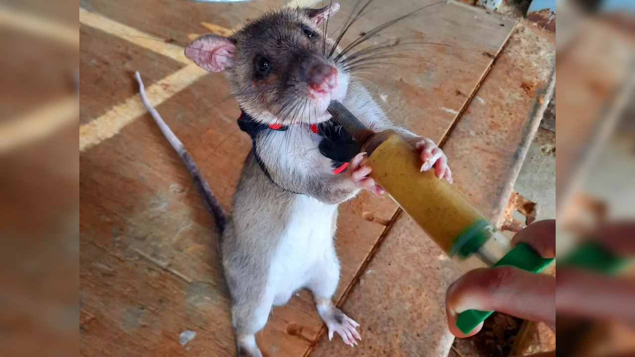 Explained: How rats wearing backpacks with microphones are training to ...