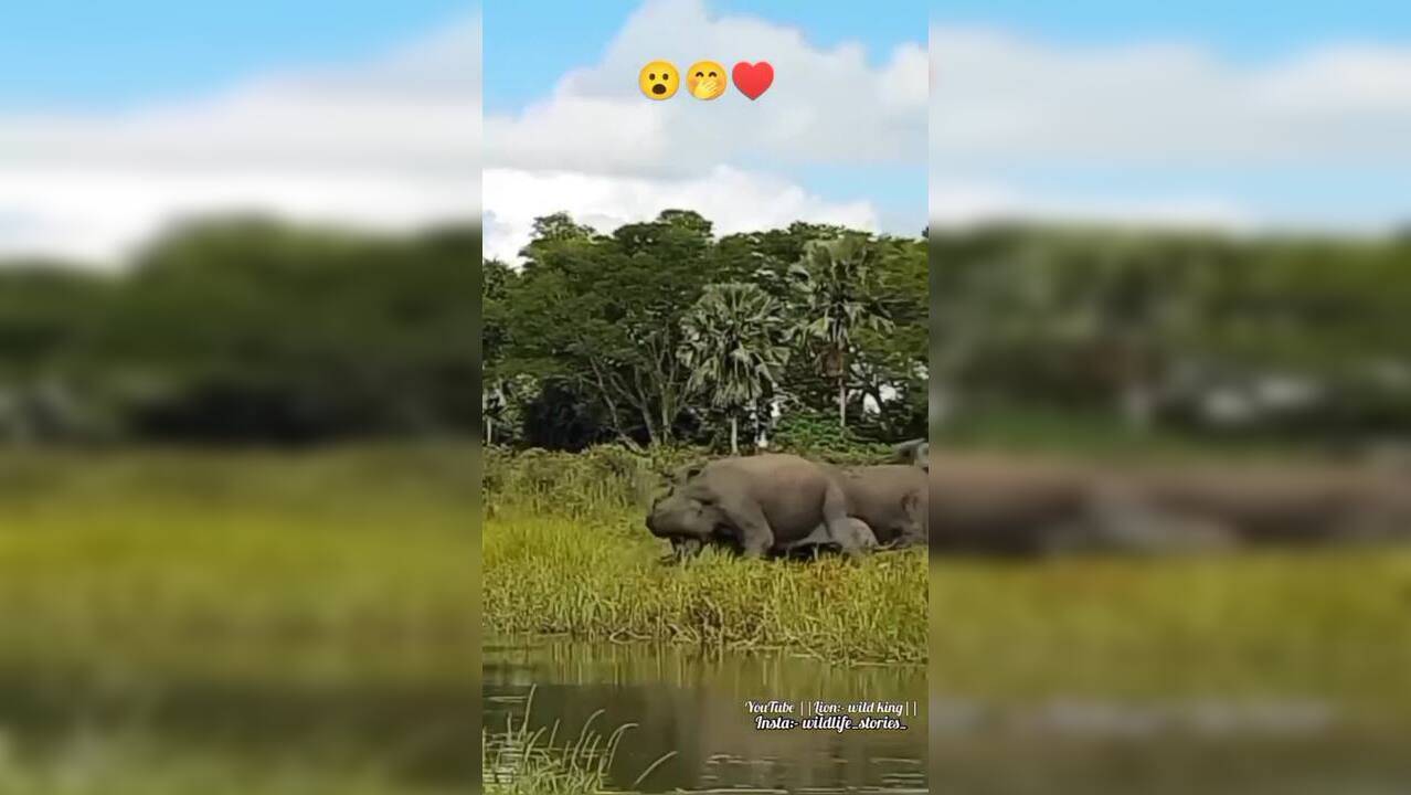 Viral video: Mother elephant stomps crocodile attacking baby elephant dead