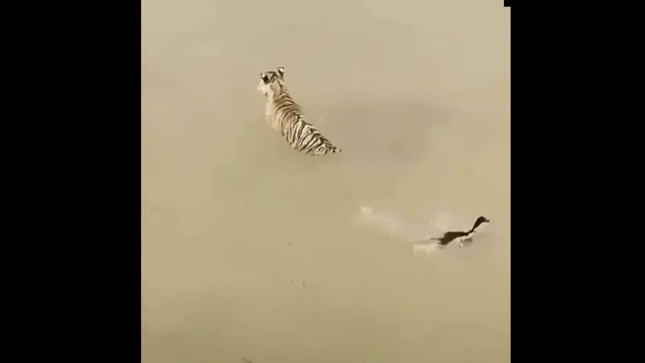 Viral Video: Duck plays hide and seek with tiger - WATCH | Times Now