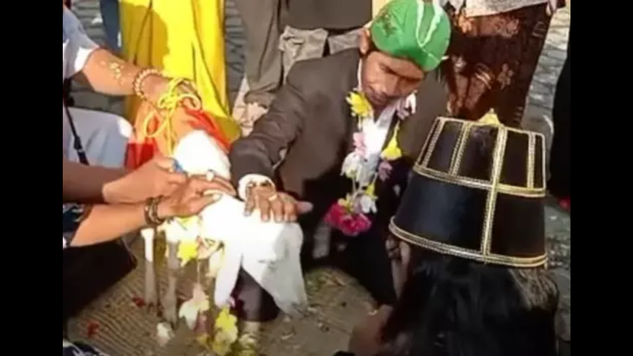 Indonesian man 'marries' female goat with hopes of going viral - WATCH