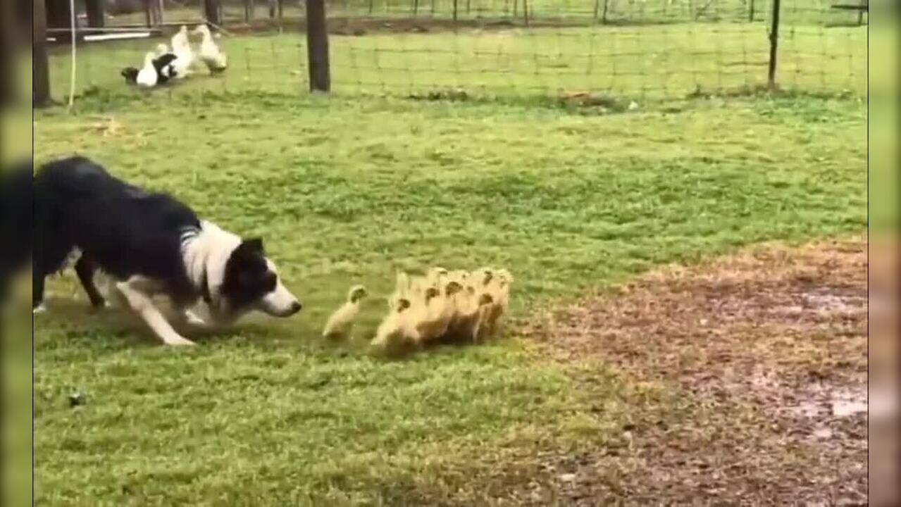 Viral video: Dog herds ducklings to the water | Times Now