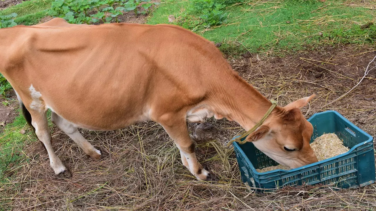 Seven veterinary doctors on duty to treat Fatehpur DM's cow, order copy ...