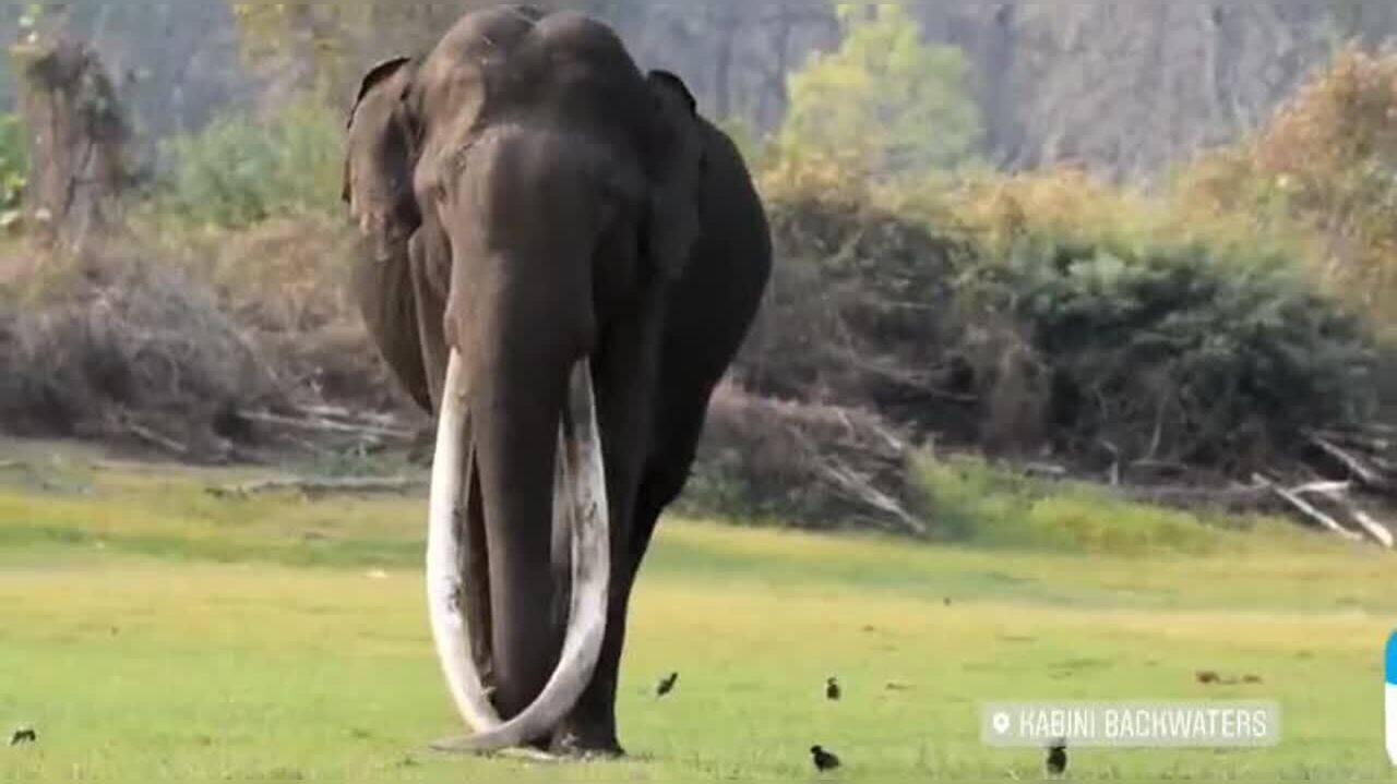 Kabini's famous elephant with longest tusks in Asia passes away, IFS ...