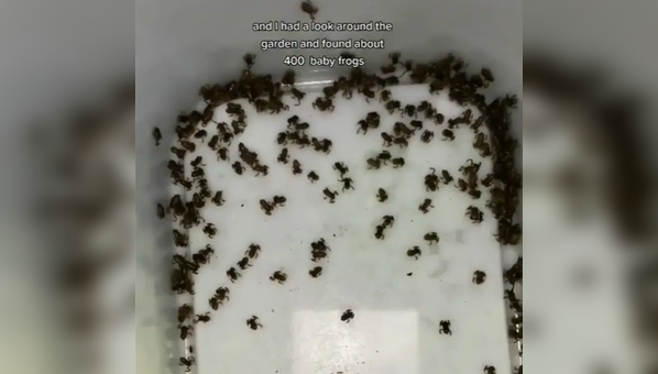 Viral video: Man builds one million-strong 'army of frogs' in his ...