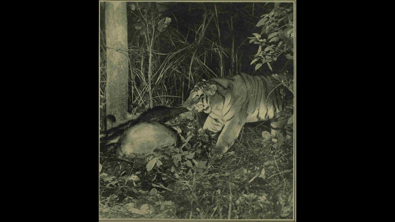 Did you know who took the first photograph of a tiger in the wild?