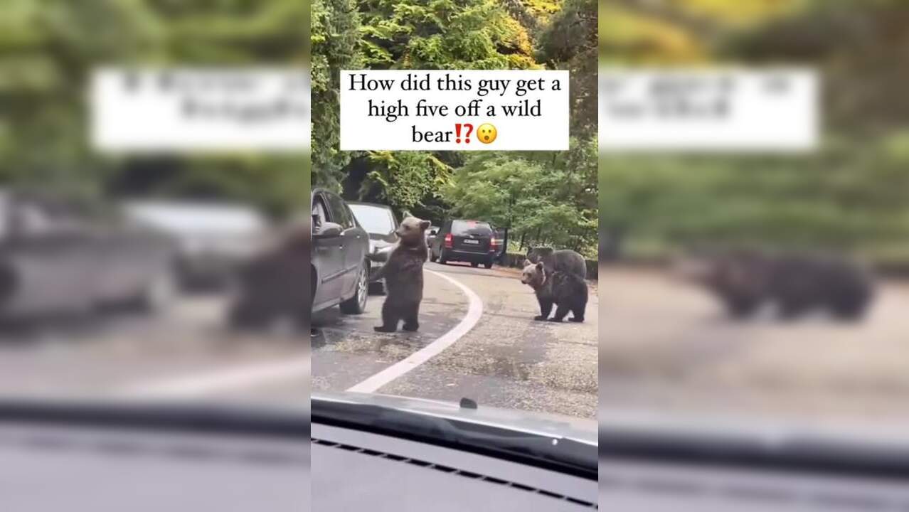 Viral video: Bear gives high-five to driver- WATCH | Times Now