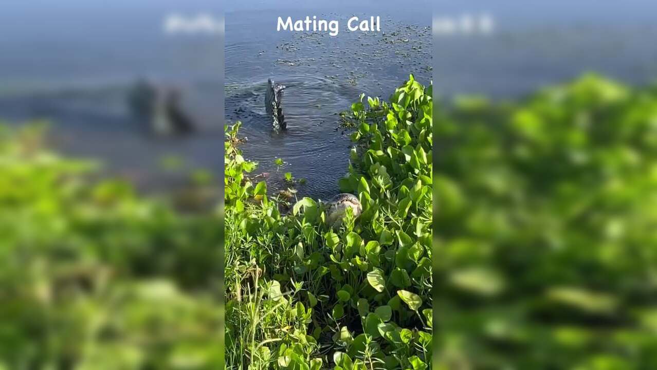 Alligator performs 'water dance' for female gators in stunning viral ...
