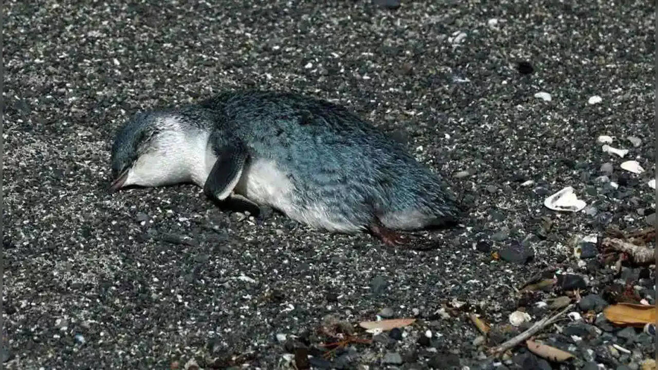 Why are hundreds of penguins washing up dead on New Zealand’s shores