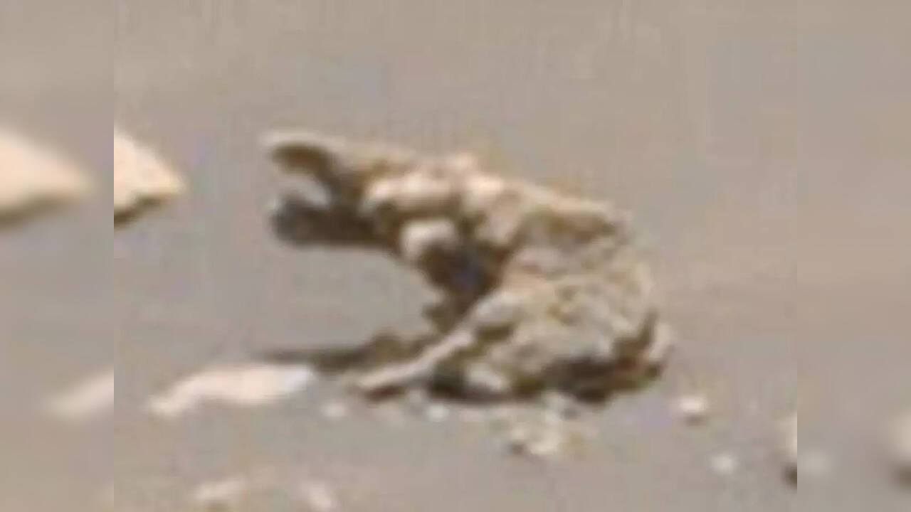 'Elephant-like creature' on Mars? UFO expert convinced he's 'found ...