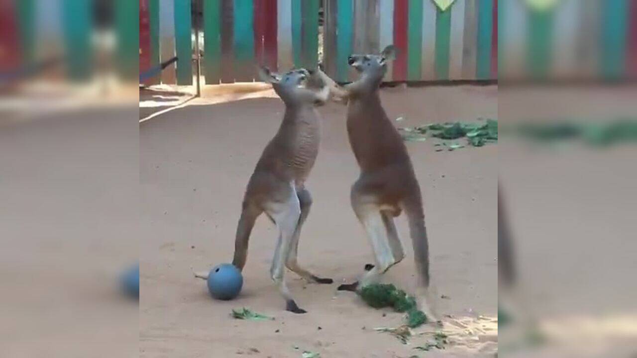 Viral video of two kangaroos fighting in epic duel dubbed 'Marsupial ...