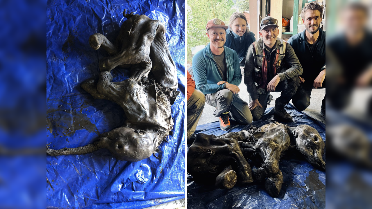 Mummified baby woolly mammoth found nearly perfectly preserved with ...
