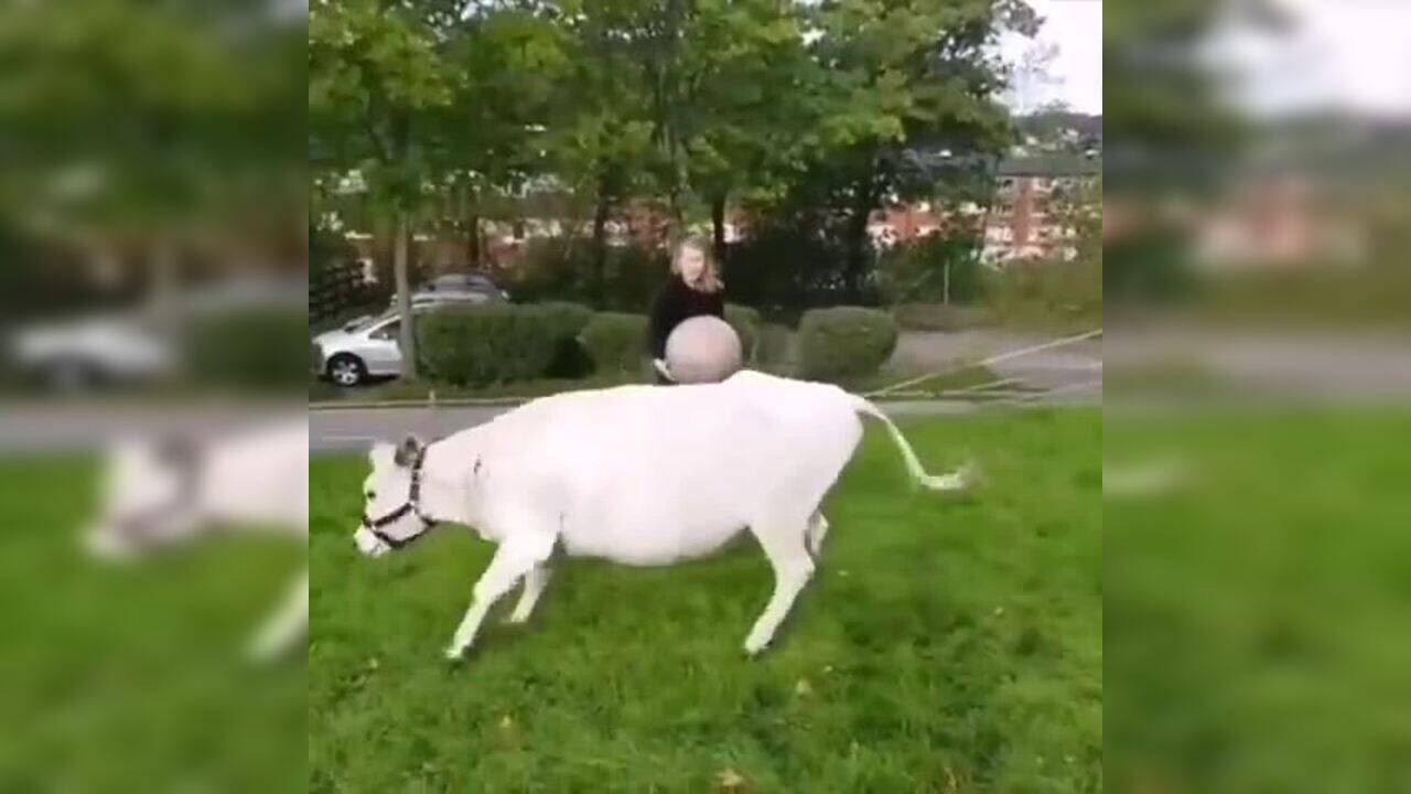 Grass doggo: Adorable viral video of cow playing football melts hearts ...