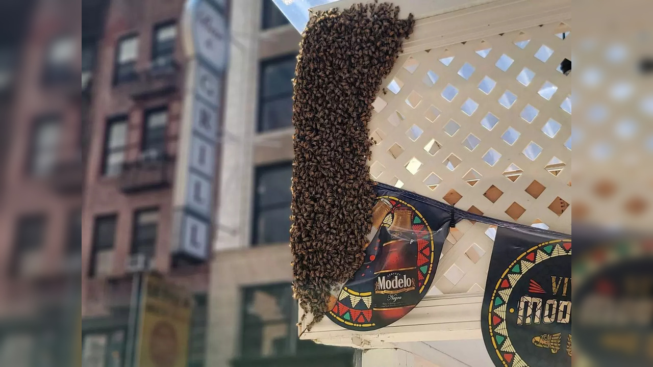 New York City police beekeepers called to remove 2,000 bees from Times ...