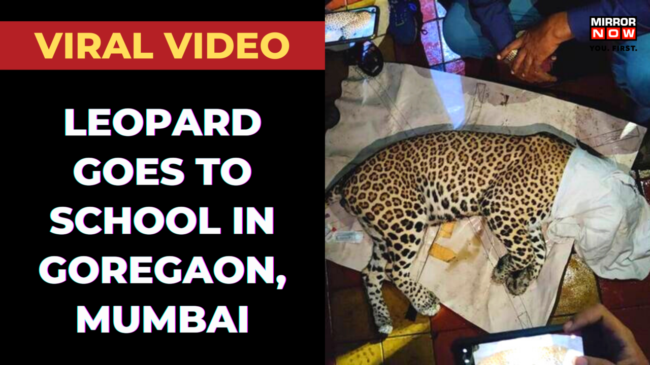 Leopard Gets Stuck at a School in Mumbai, Forest Officials to the ...