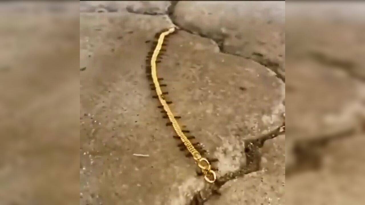 Viral video Colony of ants carry gold chain, clip leaves netizens intrigued
