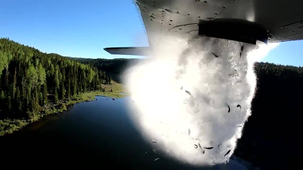 Plane drops thousands of fish into lake as part of annual restocking ...