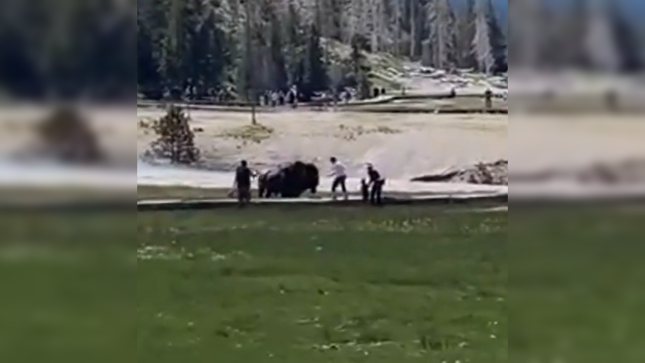 Bovine horror: Man gets gored by bison after heroically rescuing child ...