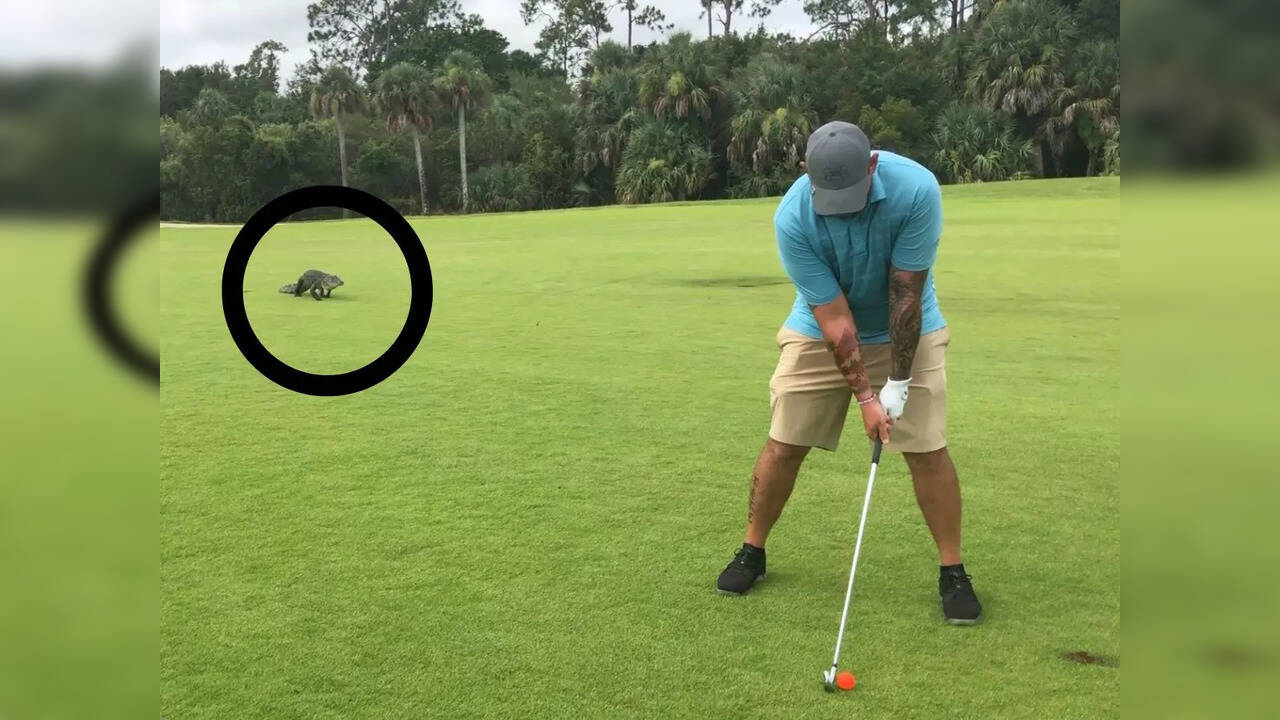 Viral video: Florida man casually plays golf as alligator approaches ...