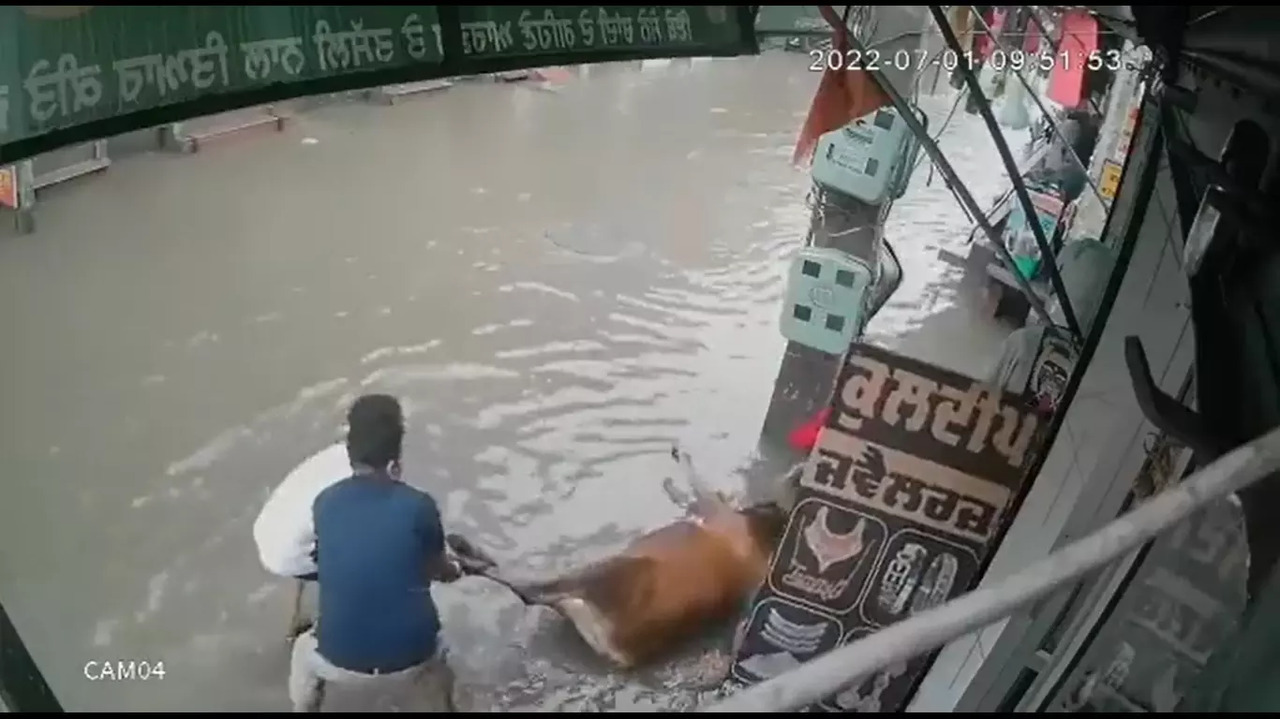 Punjab: Man saved cow from getting electrocuted in Mansa, video goes ...