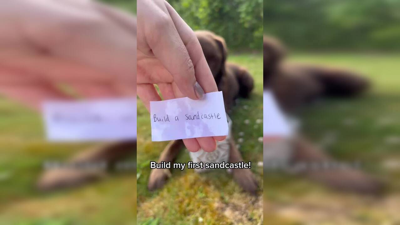 Viral video: 2 dogs build sand castle on beach, watch what happens at ...