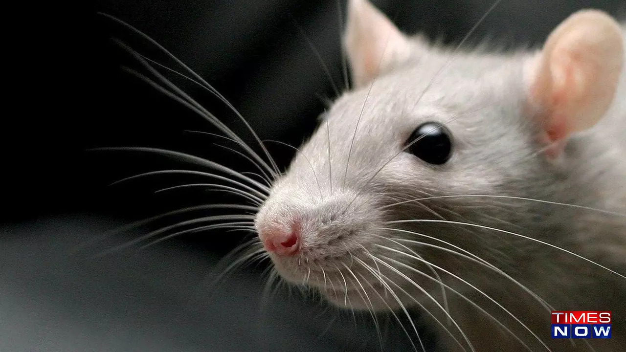 Research reveals new insights into how memories are formed and stored ...