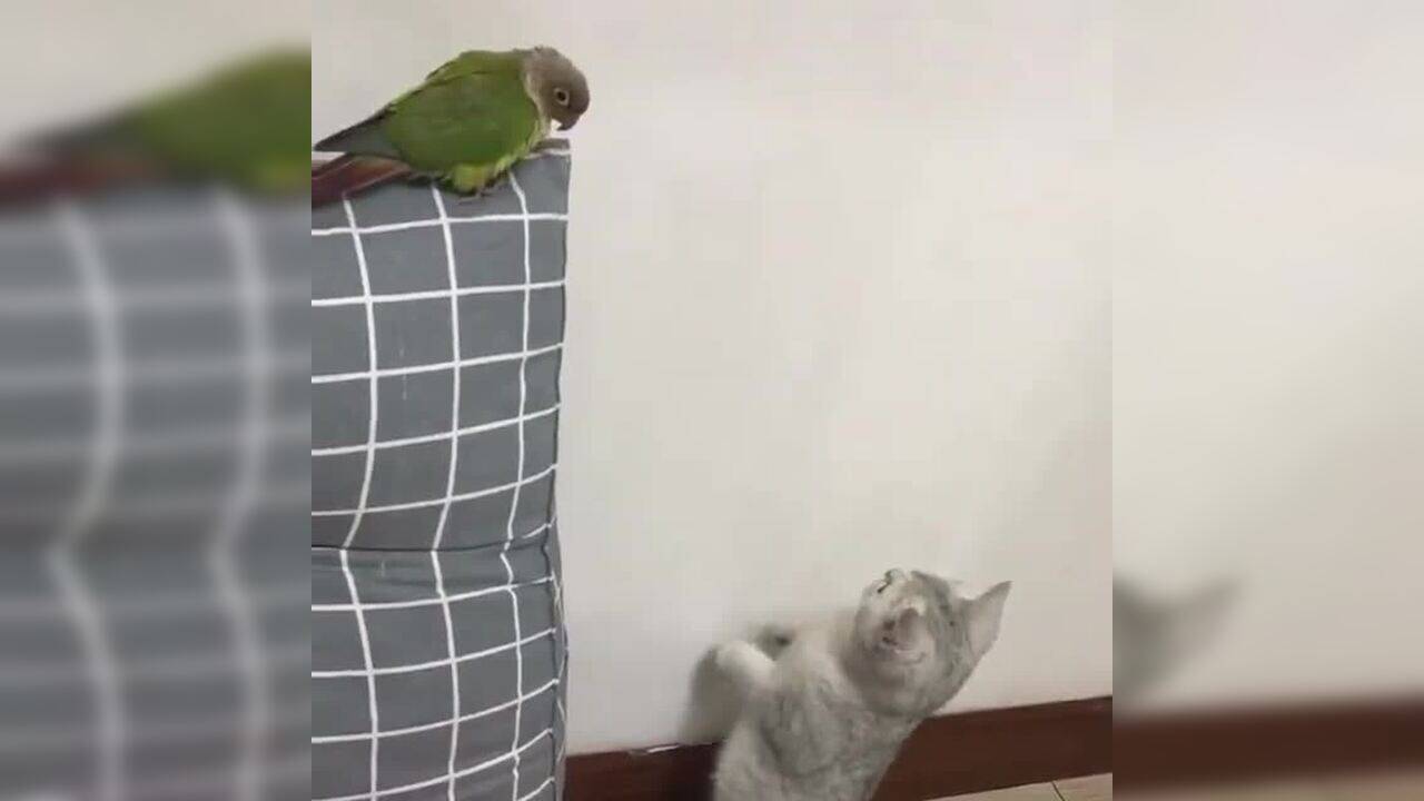 Viral video: Cat looking to eat parrot pretends to be checking the wall ...